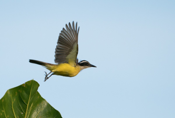 The Lesser Kiskadee – Jared Sittig – Global Honors Blog